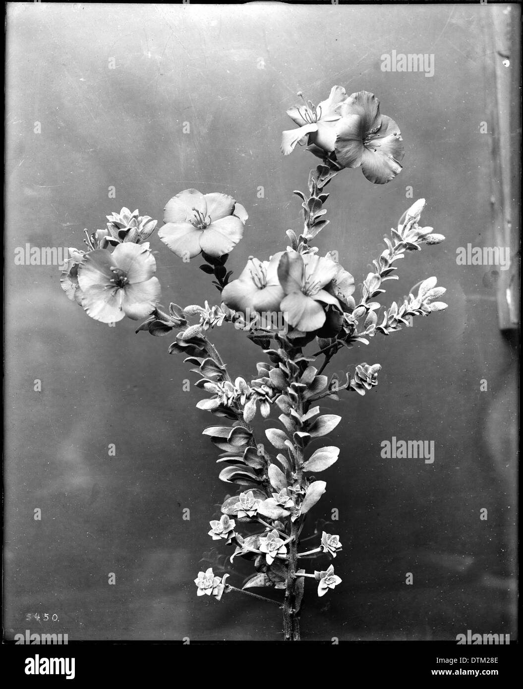 Black primrose hi-res stock photography and images - Alamy