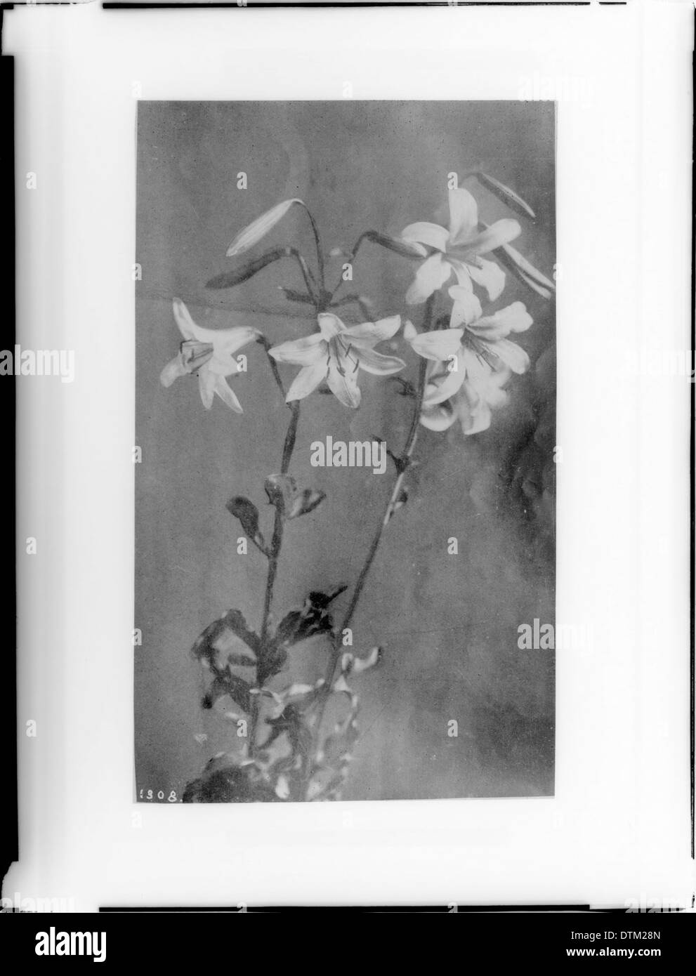 Oregon native history Black and White Stock Photos & Images - Alamy