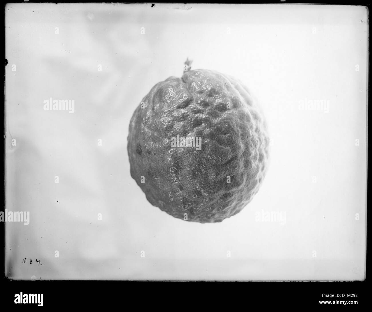 Citron fruit Black and White Stock Photos & Images - Alamy