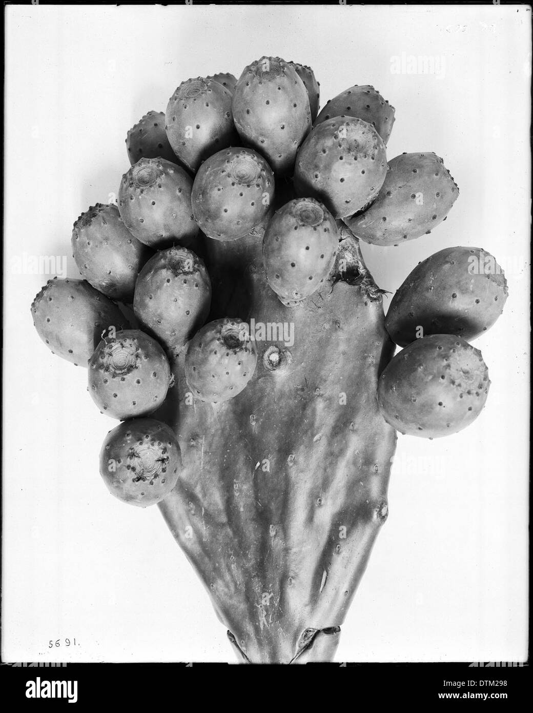 A photograph showing a specimen of eighteen cactus fruits growing on ...