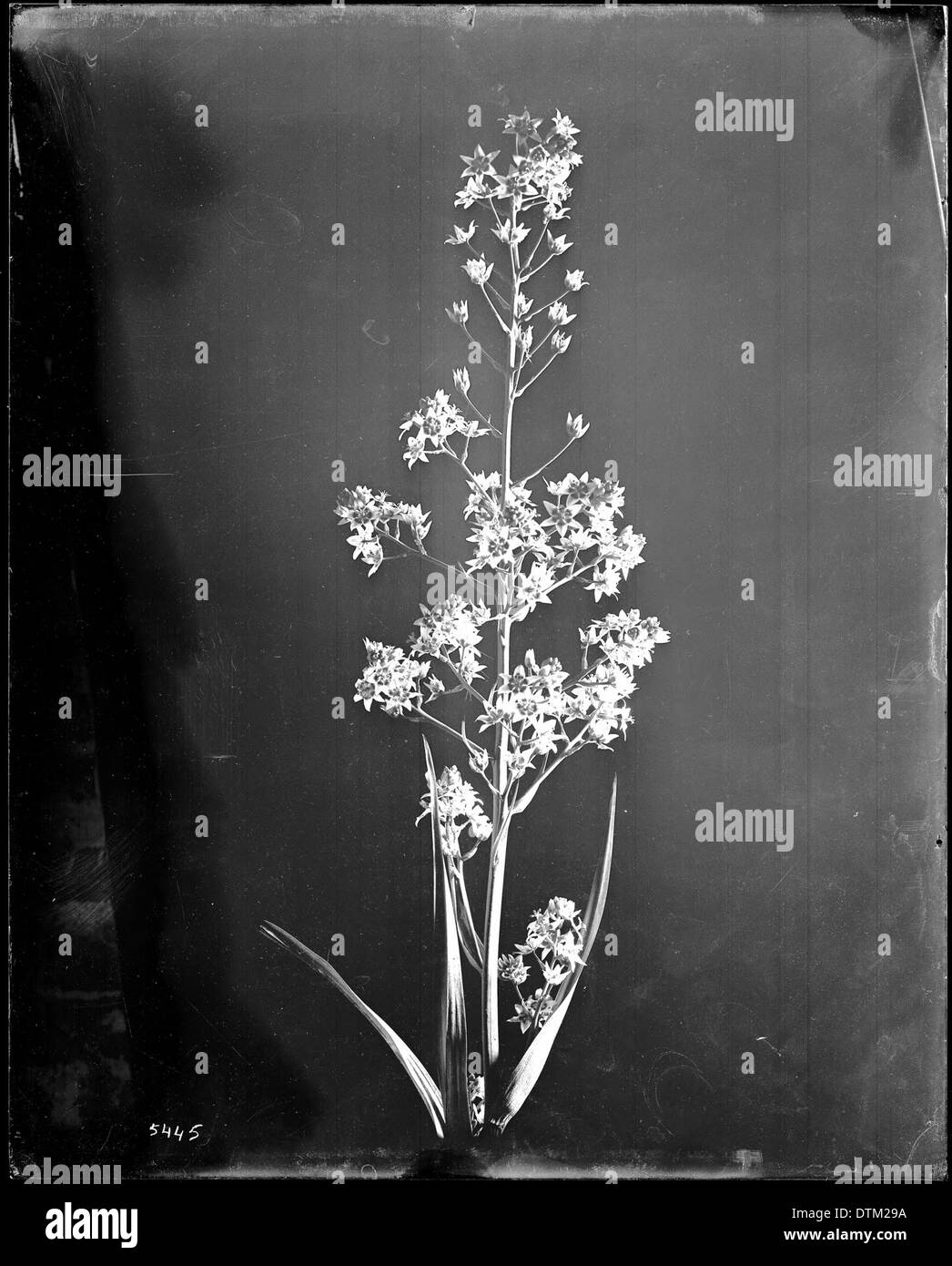 Specimen of an aurole soap bulb, a wild flower, ca.1920 Stock Photo - Alamy