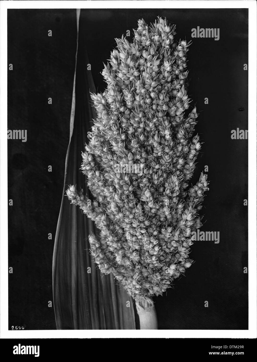 Egyptian corn hi-res stock photography and images - Alamy