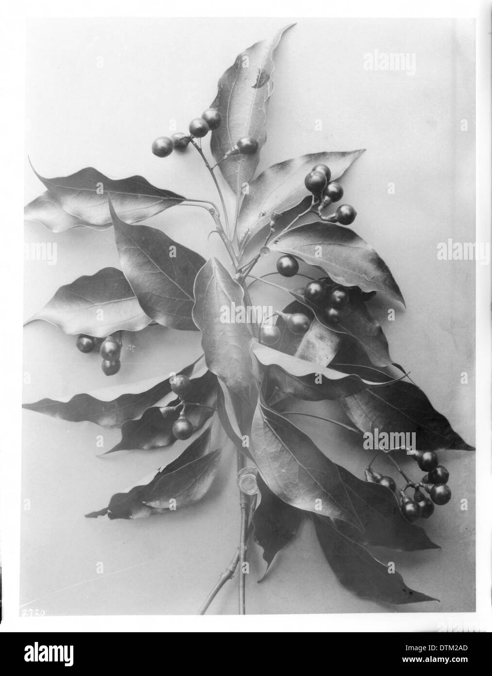 A specimen branch from a camphor tree, captured in a historical ...