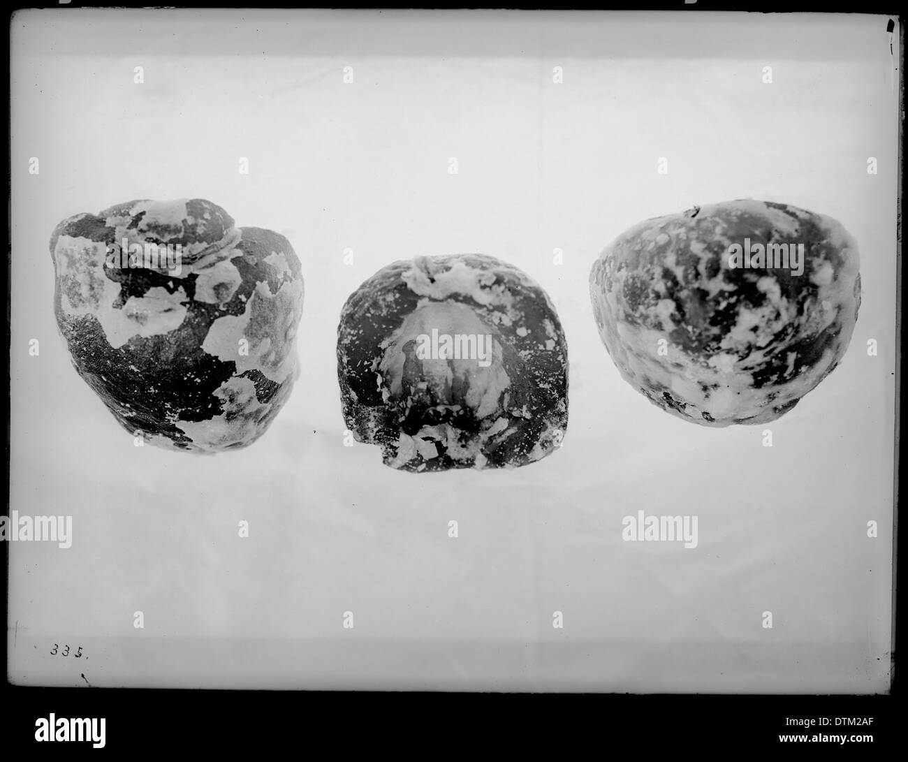 A specimen of three preserved citron fruits, photographed around 1920 ...