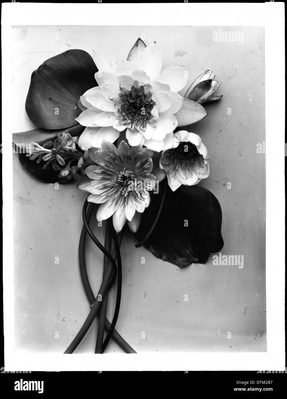 Specimen based Black and White Stock Photos & Images - Alamy