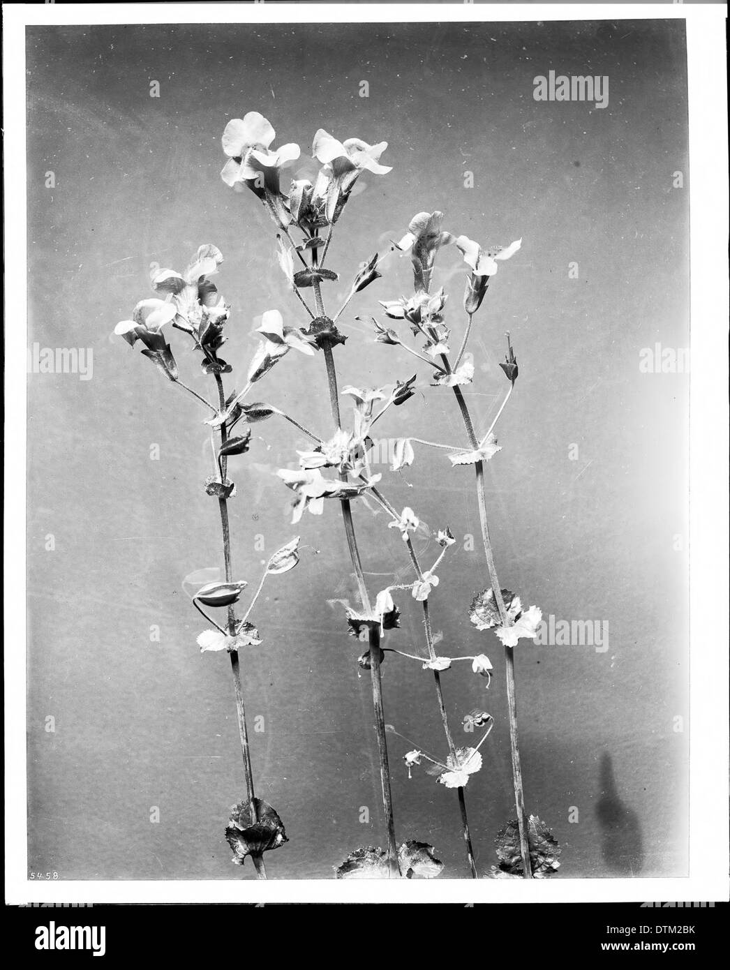 Monkey flower Black and White Stock Photos & Images - Alamy