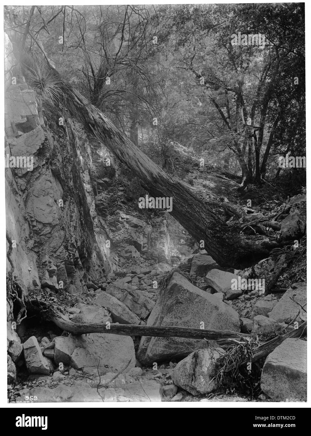 A photograph showing the lush springtime forest on Mount Lowe in ...