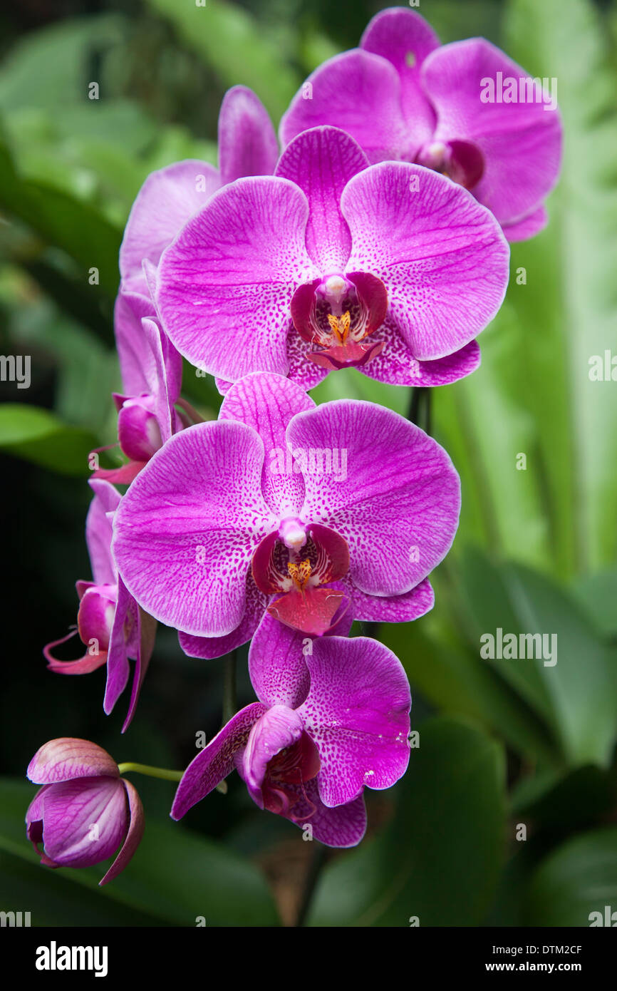 Multiple orchids hi-res stock photography and images - Alamy