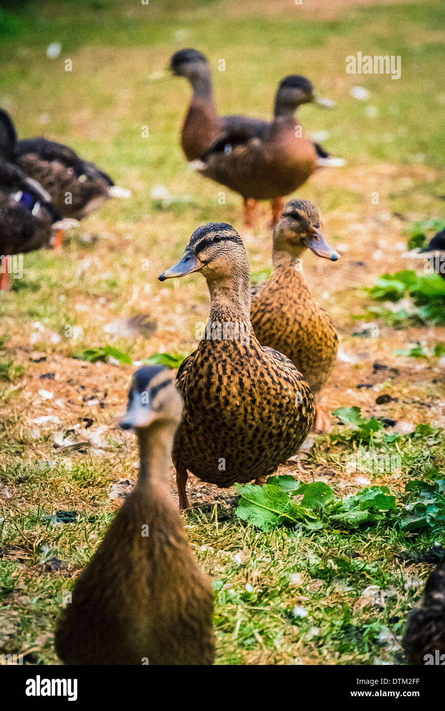 Walking with ducks hi-res stock photography and images - Alamy