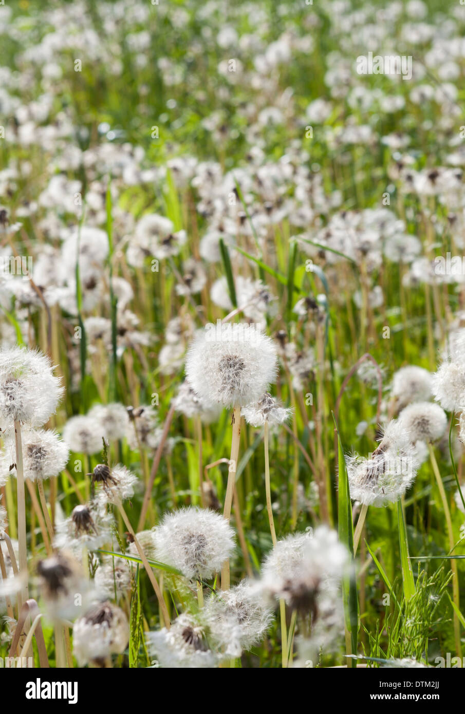 Puffs hi-res stock photography and images - Alamy