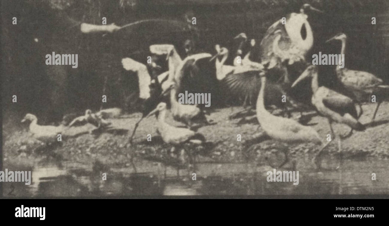 A photograph of various birds, including storks and swans, captured in ...