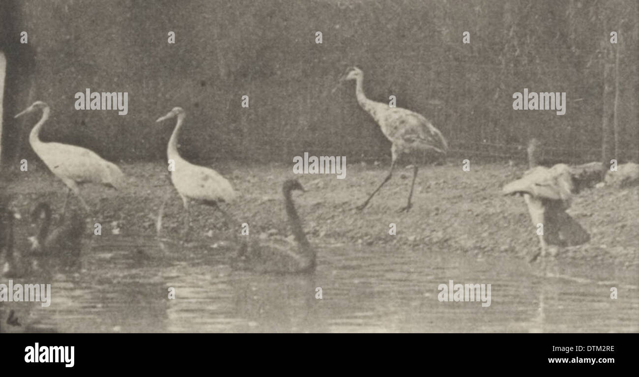 A collection of storks, swans, and other similar birds, likely captured ...