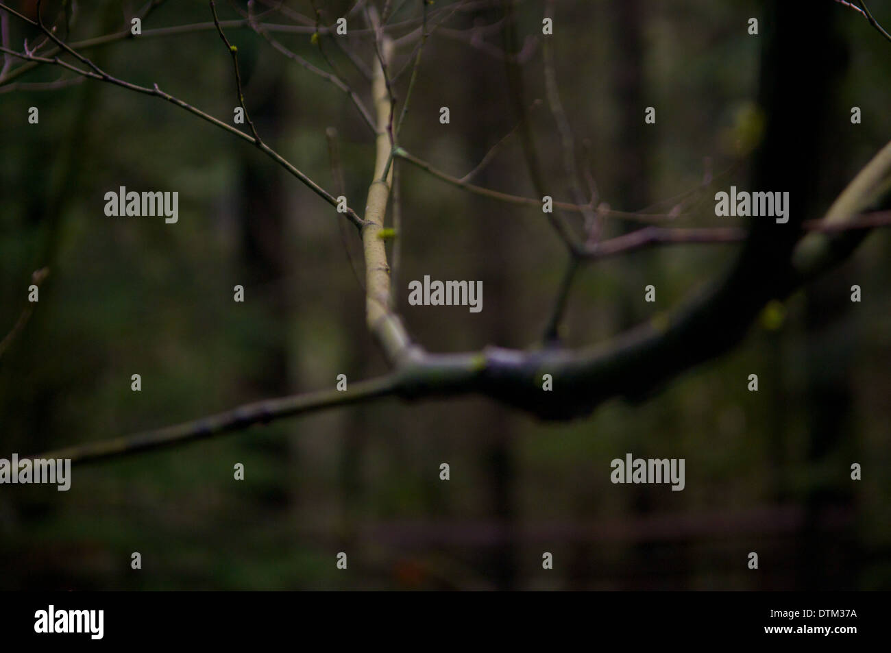 Deciduous tree branch with shallow depth of field in the forest near ...
