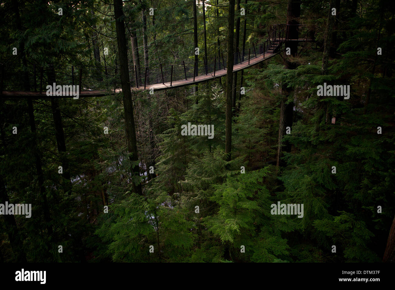 Treetop adventure suspended walk between massive Douglas Fir trees near ...