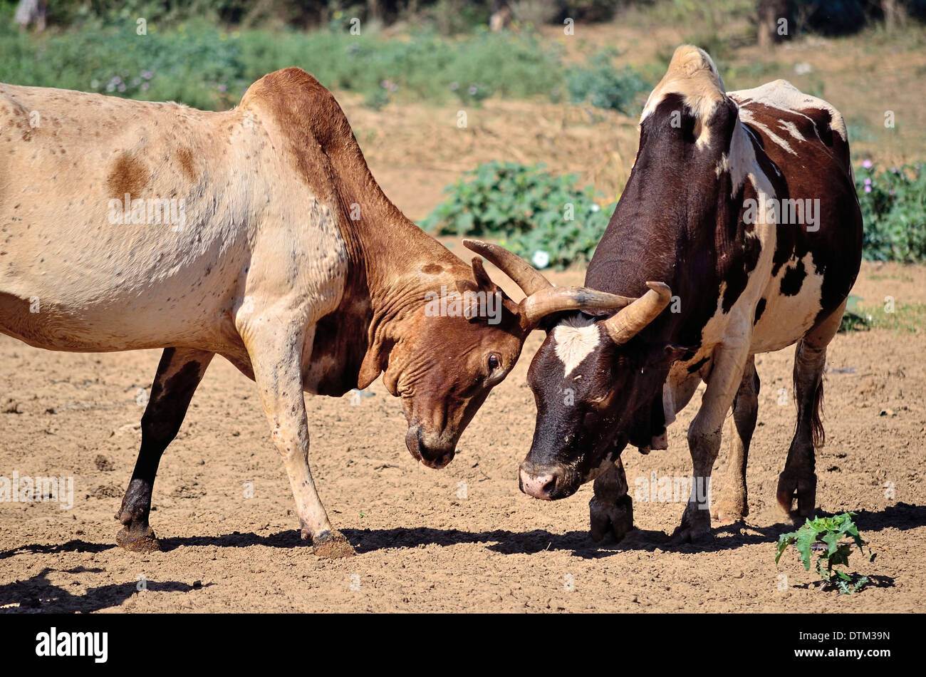 Cow Fighting High Resolution Stock Photography and Images - Alamy