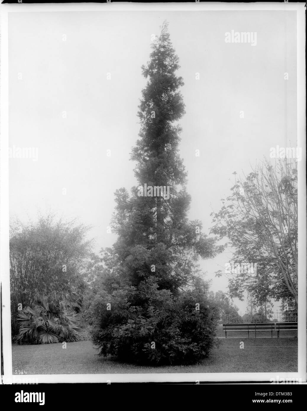 A photograph of a tall pine tree, specifically Cryptomeria Japonica ...