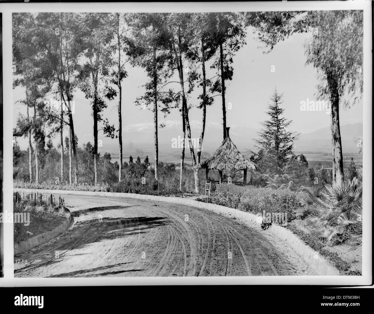 Tall trees california Black and White Stock Photos & Images - Alamy