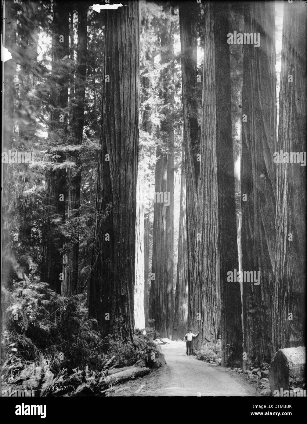 A photograph showing the tall timber of the Pacific Northwest, taken ...