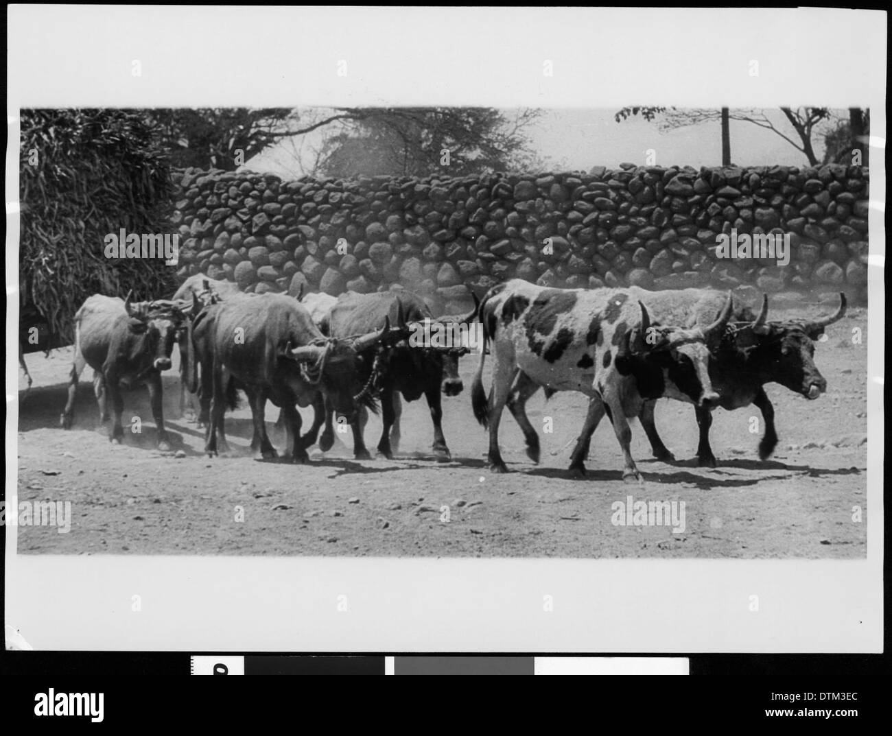 Team of oxen Black and White Stock Photos & Images - Alamy