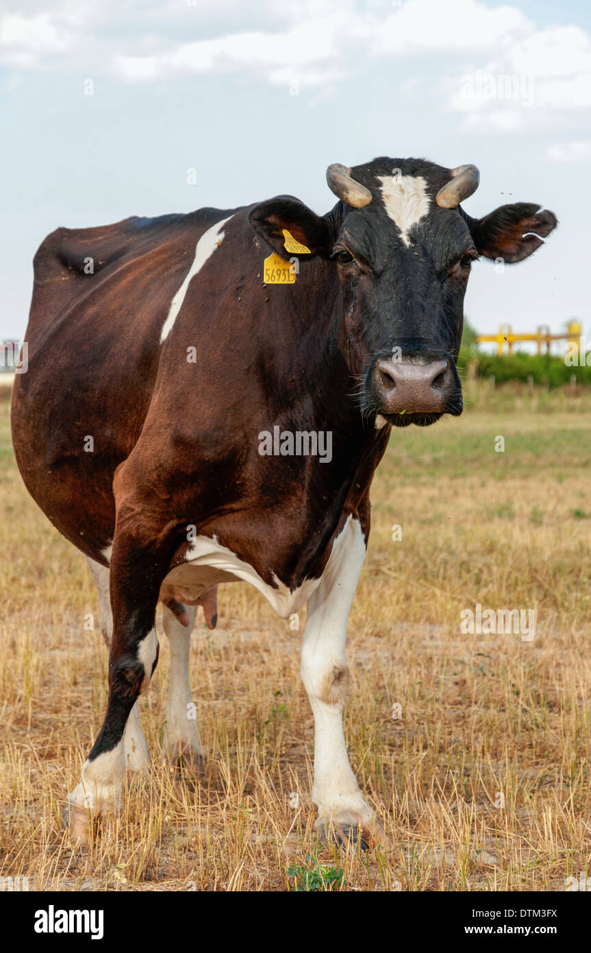 Cow field hi-res stock photography and images - Alamy
