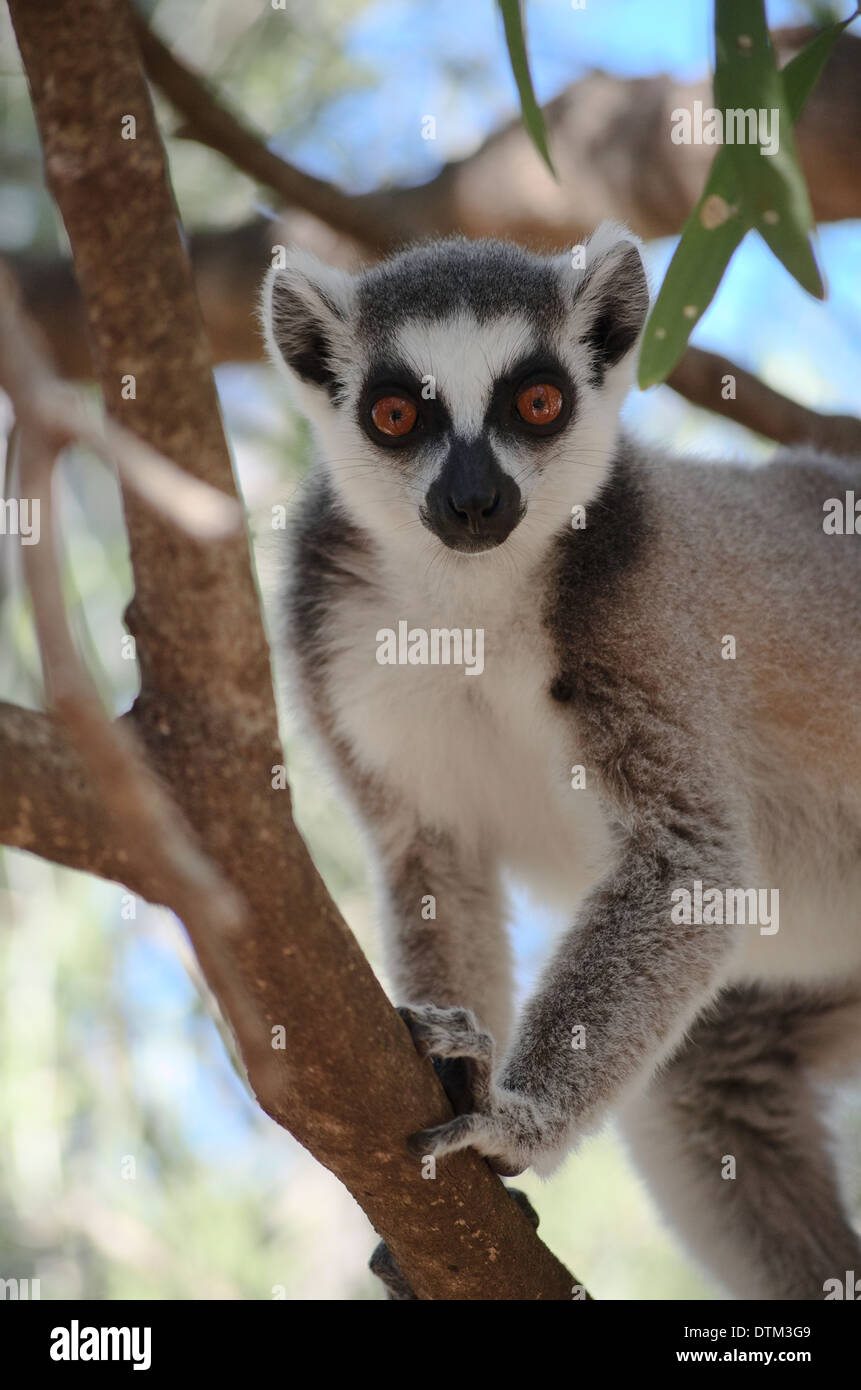 Staring lemur hi-res stock photography and images - Alamy