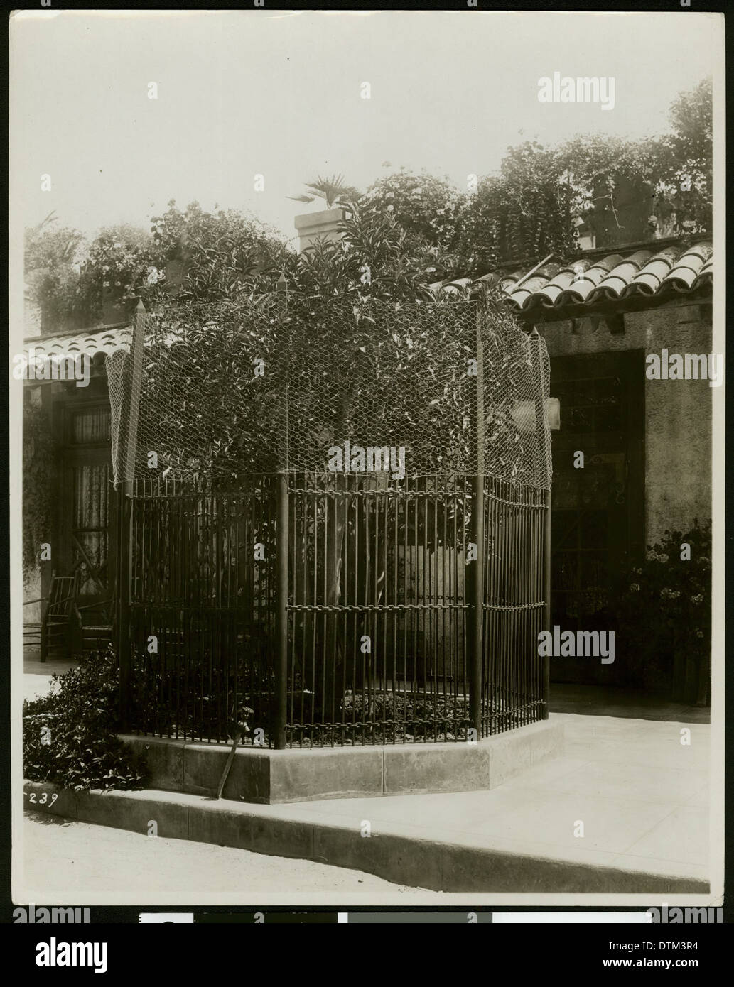 The first navel orange tree in California, replanted by President ...