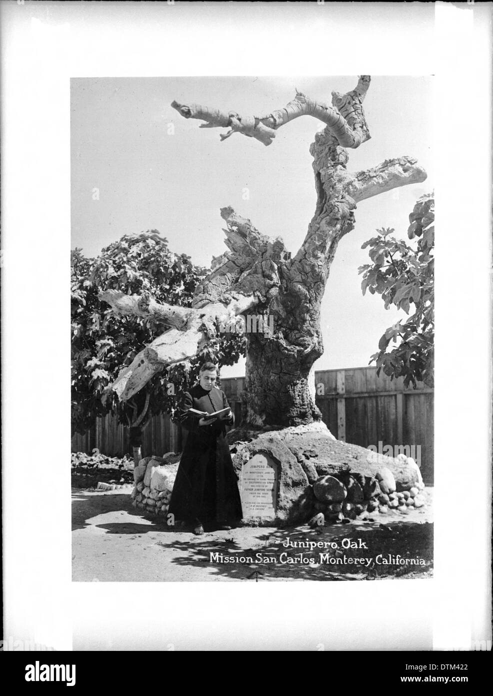 The Junipero oak tree at Mission San Carlos del Carmelo, photographed ...