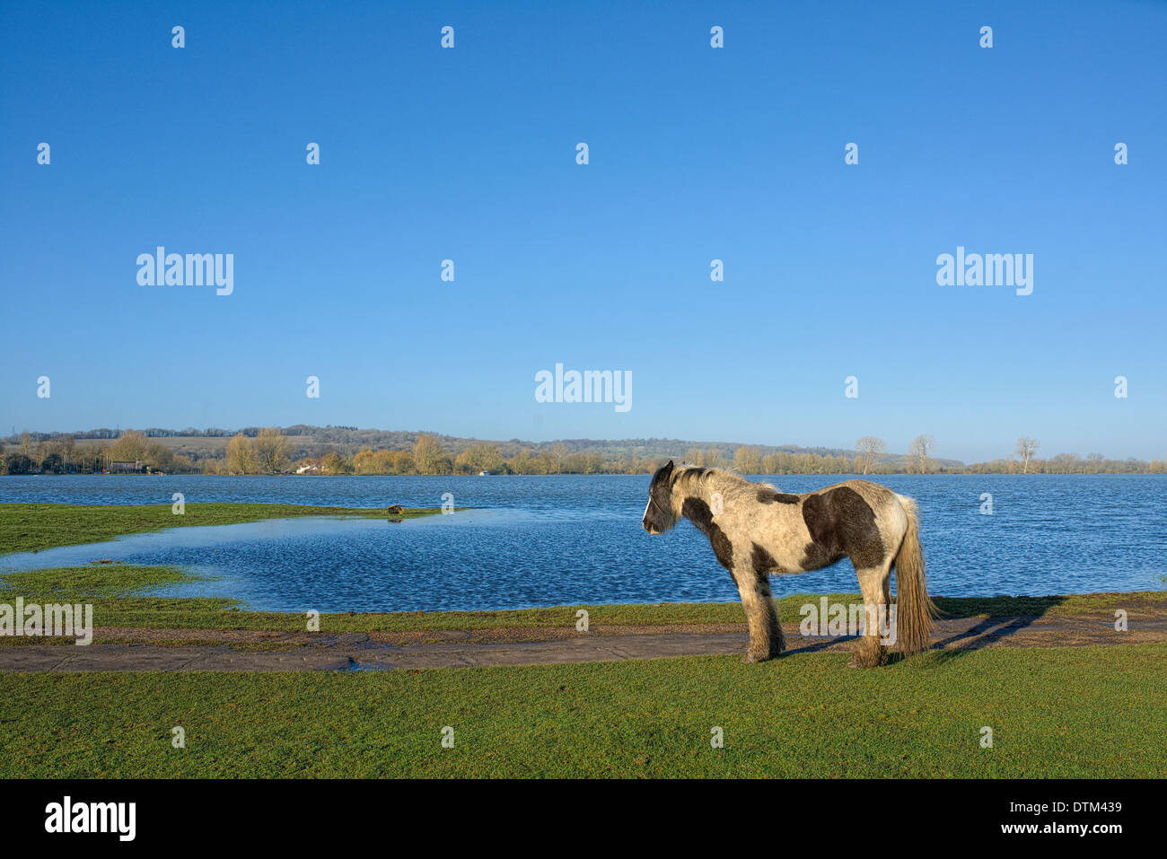 Port Meadow Oxford Oxfordshire England UK Stock Photo - Alamy