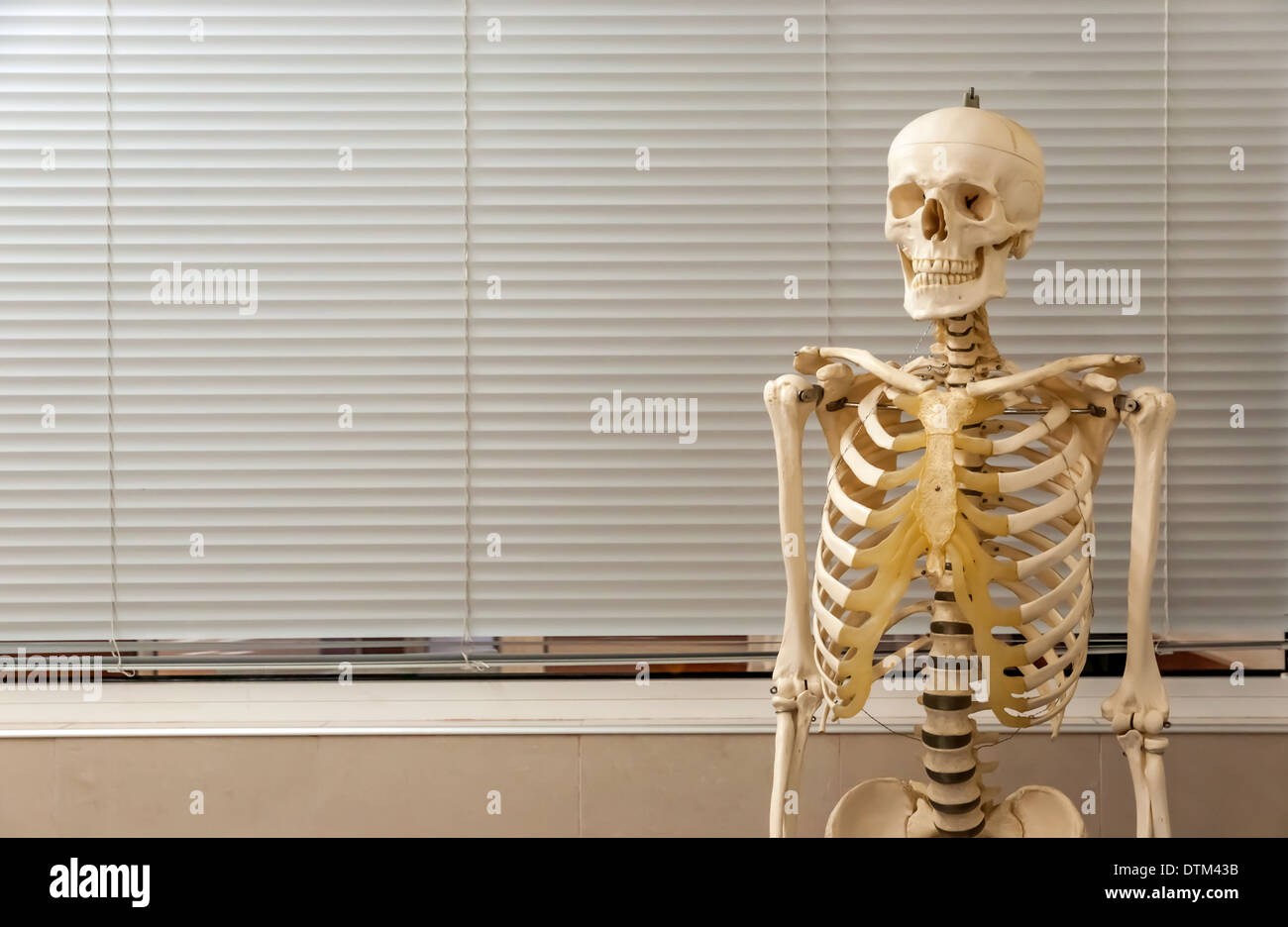 Human skeleton and skull Stock Photo - Alamy