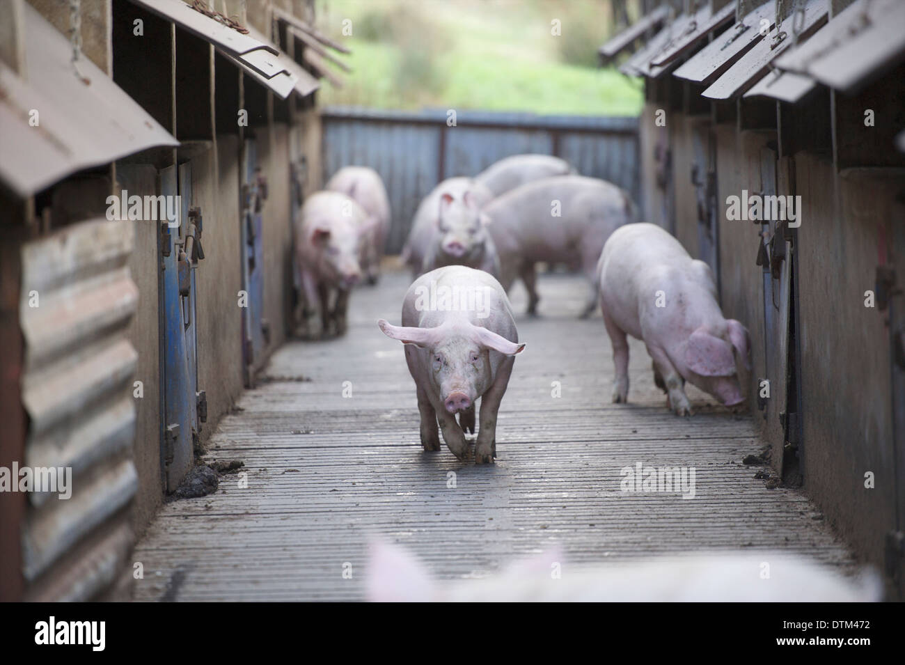 Pig farming ireland hi-res stock photography and images - Alamy
