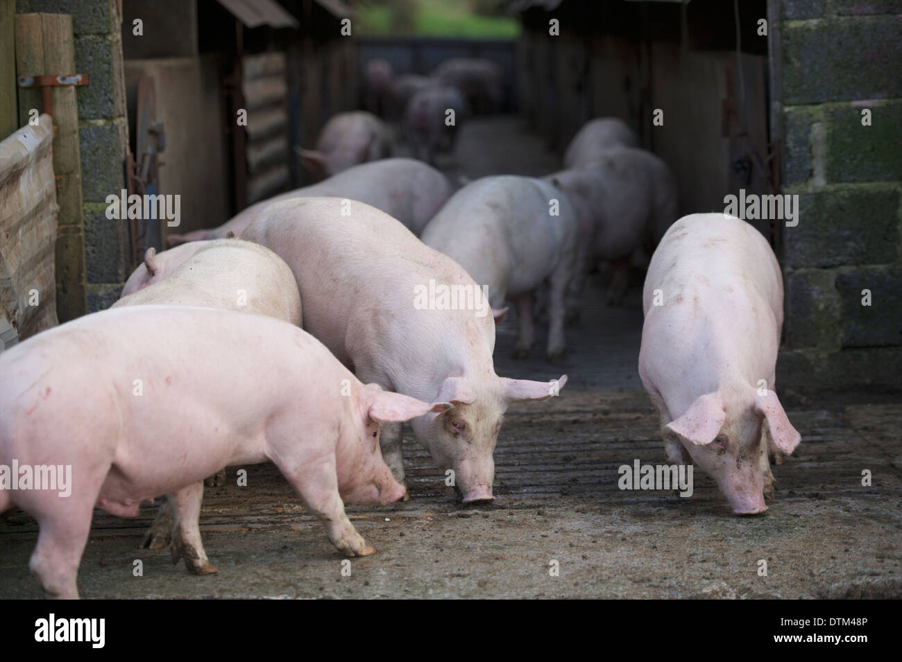 Pig farming ireland hi-res stock photography and images - Alamy