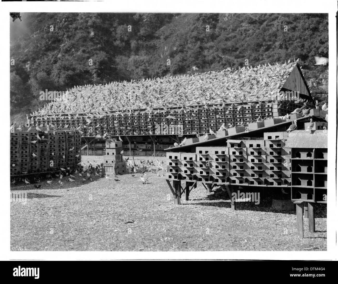 Three large bird coops filled with pigeons on a pigeon ranch along the ...