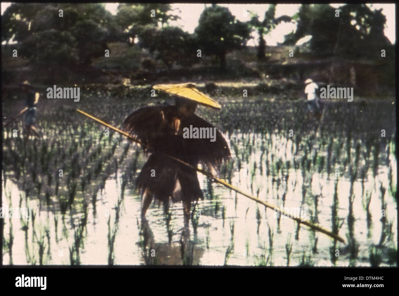 This photograph shows three men working in a rice field in China, taken ...