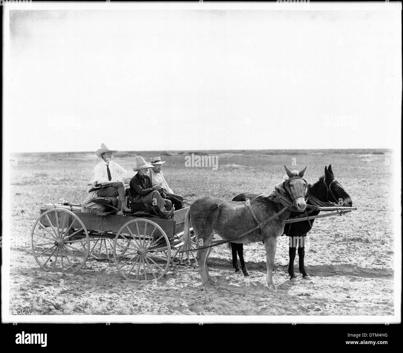 Mule drawn wagon hi-res stock photography and images - Alamy