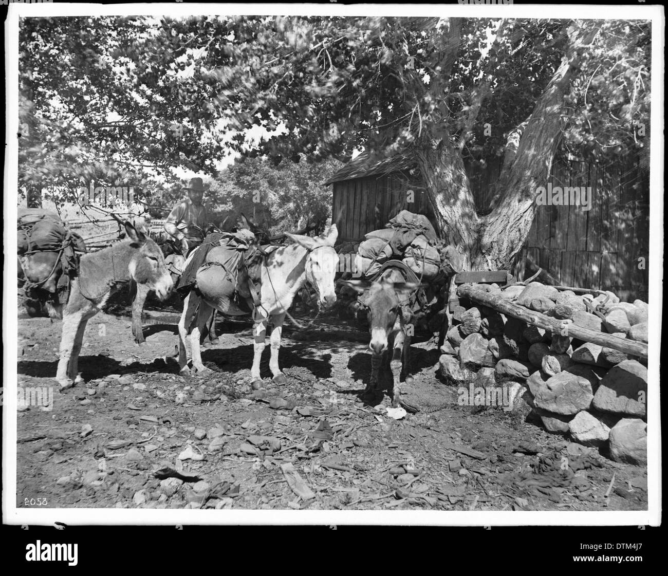 A photograph showing three pack burros used in mining operations in ...