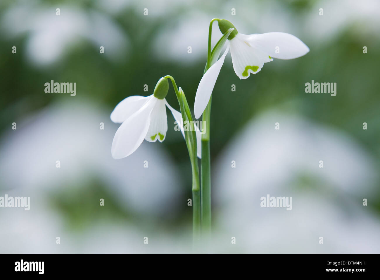 Snowdrops (Galanthus) in the English countryside in winter. North ...