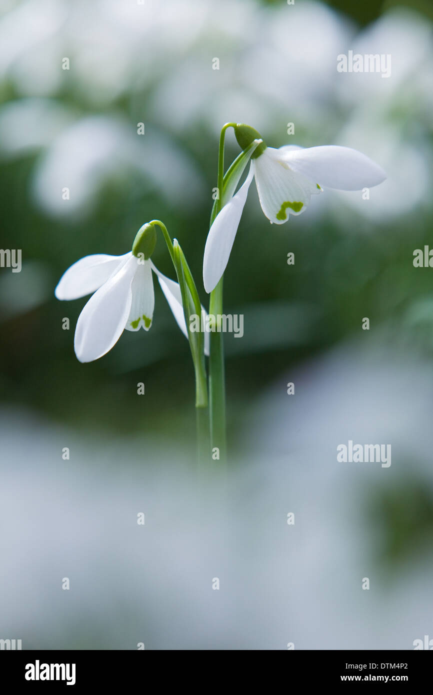 Snowdrops (Galanthus) in the English countryside in winter. North ...