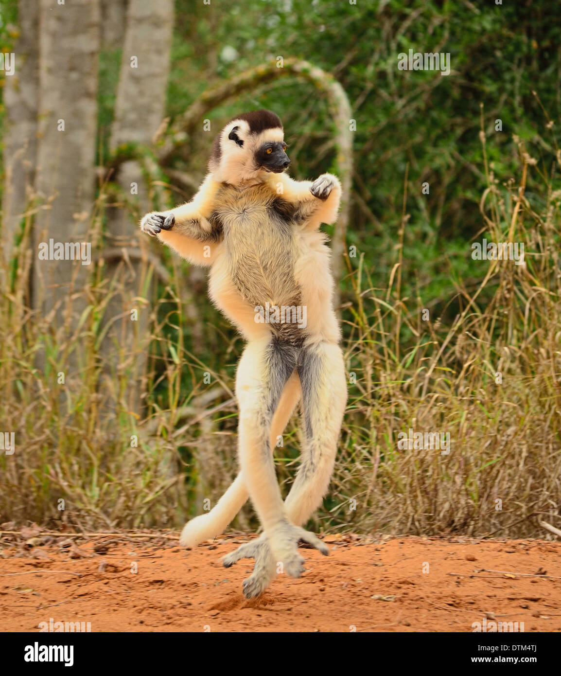 Sifaka lemur madagascar hi-res stock photography and images - Alamy
