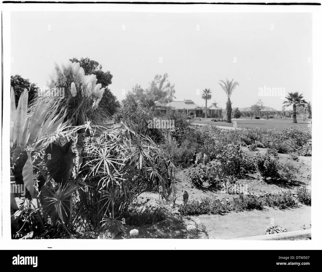 A photograph showcasing a tropical foliage garden from around 1920 ...