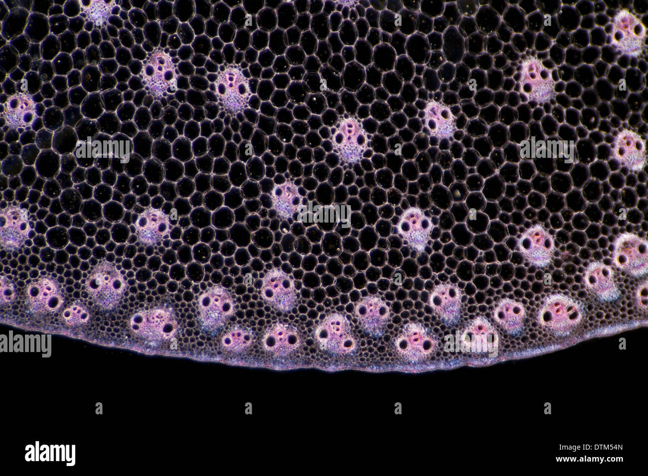 Xylem And Phloem Microscope Hd