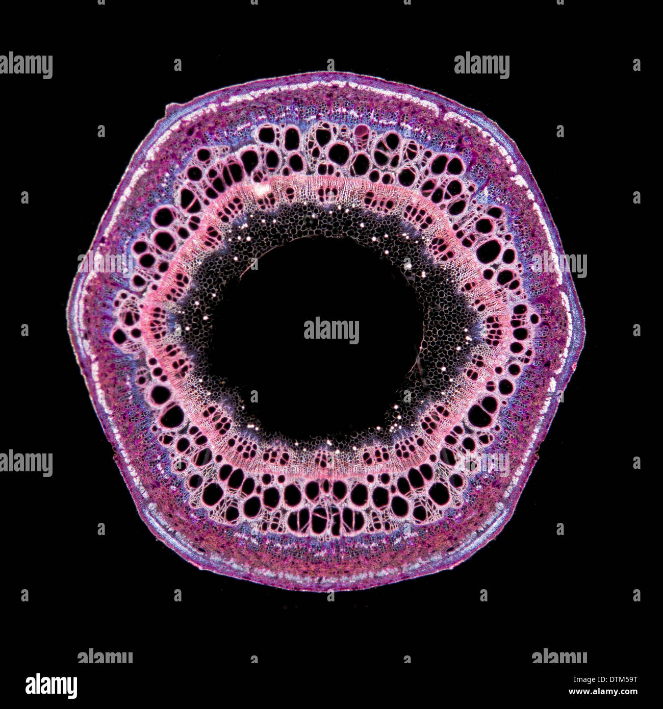 Hop humulus lupulus stem ts hi-res stock photography and images - Alamy