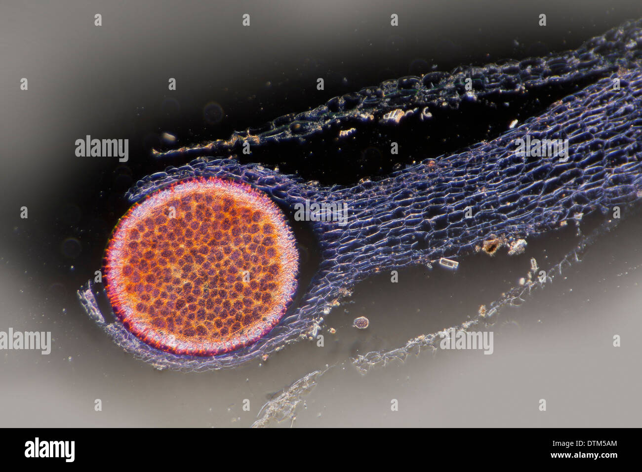 Pellia sp liverwort vs sporogonia hi-res stock photography and images ...