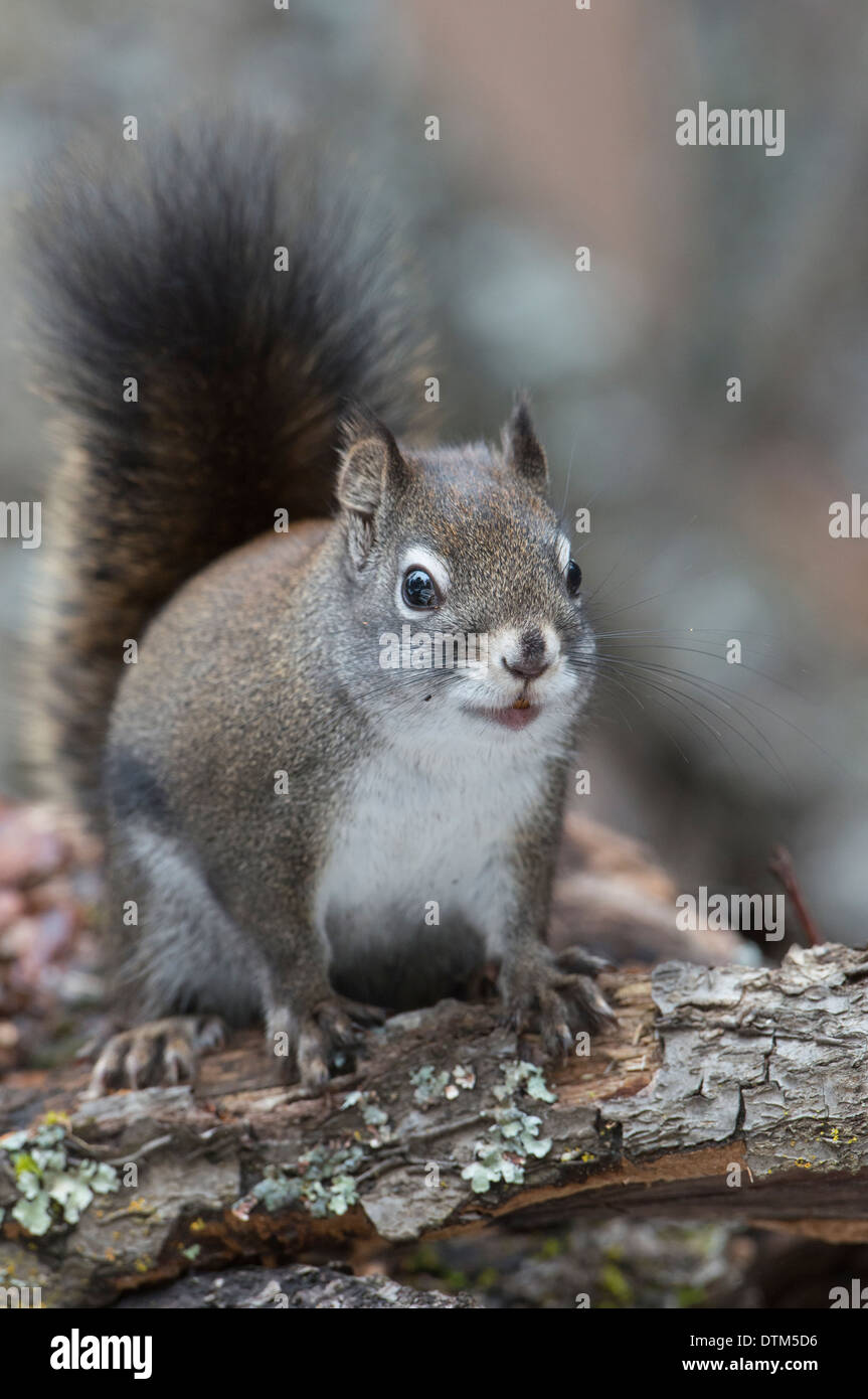 Hudsonicus hi-res stock photography and images - Alamy