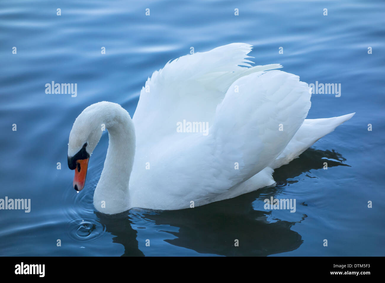 Cob swan hi-res stock photography and images - Alamy