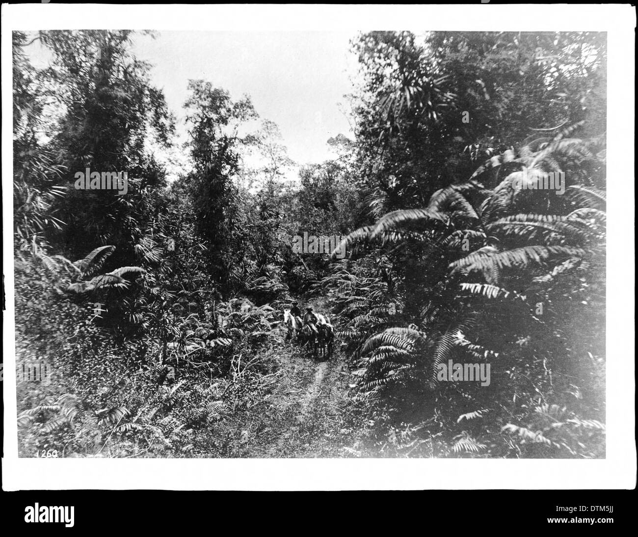 Two men on horses in the midst of huge Hawaiian tree ferns, 1907 Stock ...