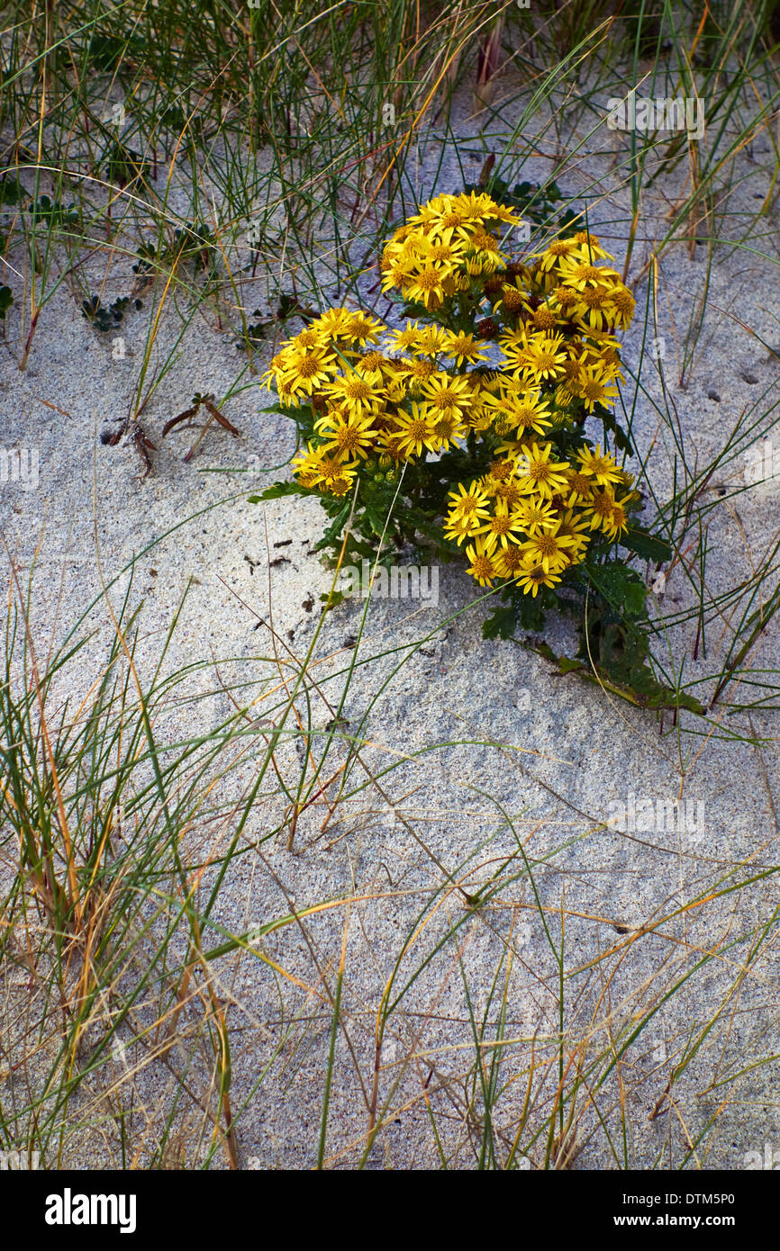 Yellow machair flowers on Luskentyre beach on the Isle of Harris, Outer ...