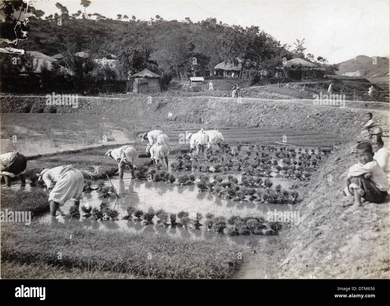A photograph showing workers tying bundles of young rice plants for ...