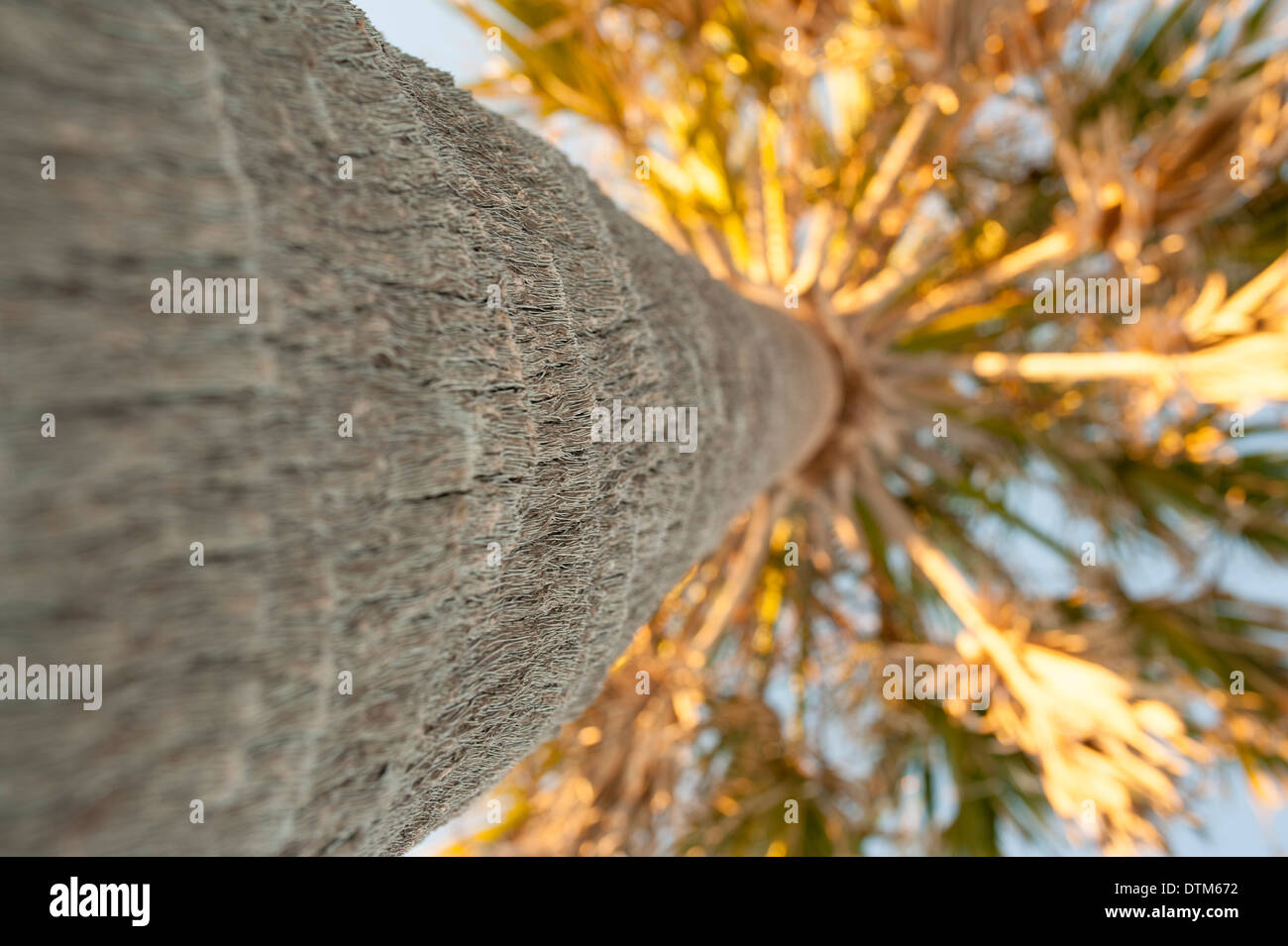 palm tree perspective Stock Photo - Alamy