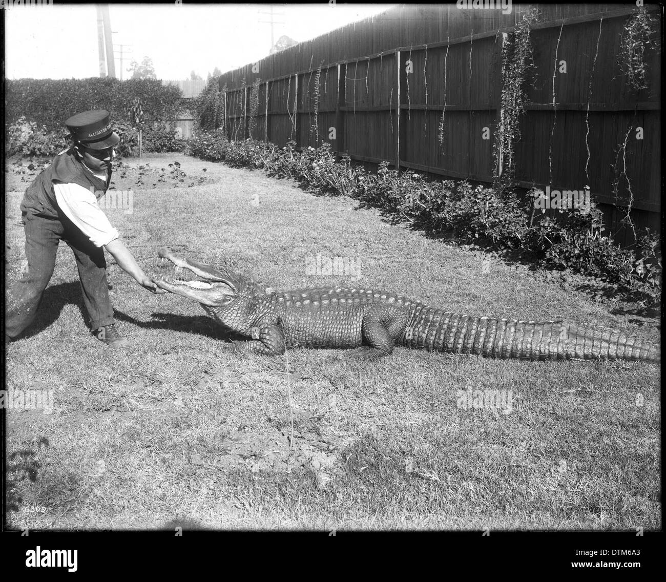 A photograph of a uniformed man engaging with an alligator at an ...