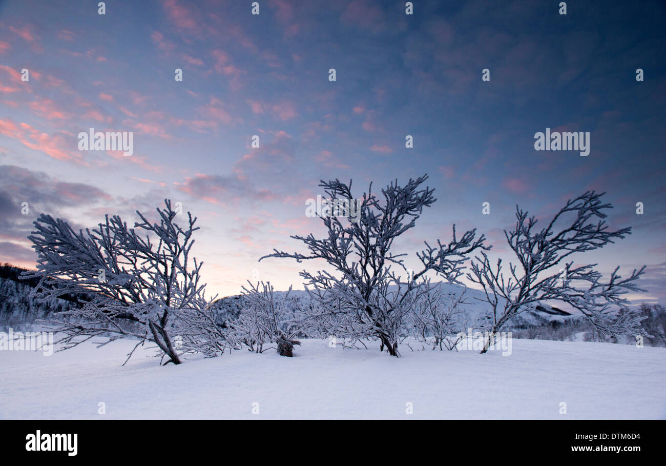 Snow sticking to trees hi-res stock photography and images - Alamy
